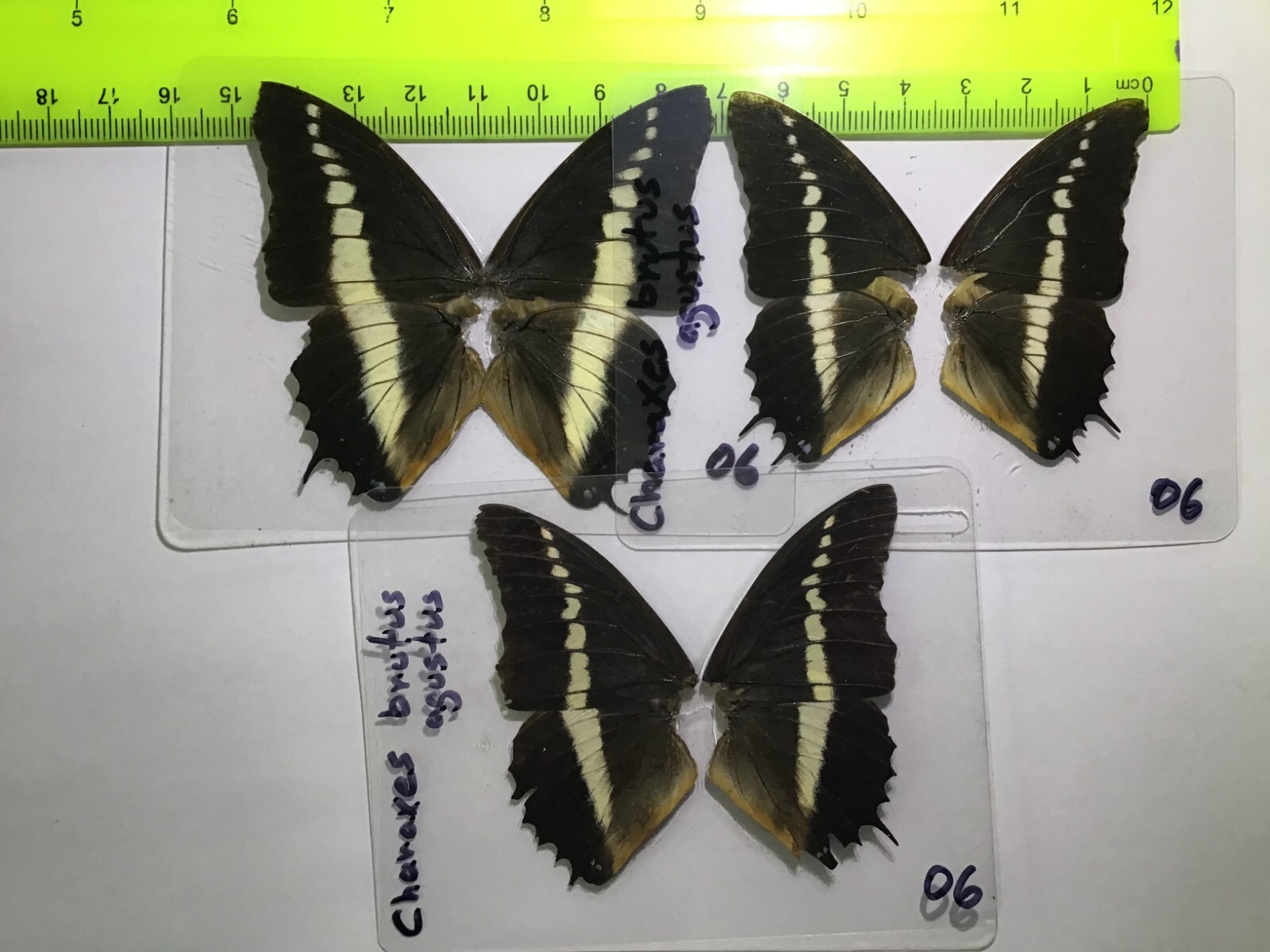 UAC 06 A+/ A Charaxes brutus augustus Nymphalidae Butterfly | eBay