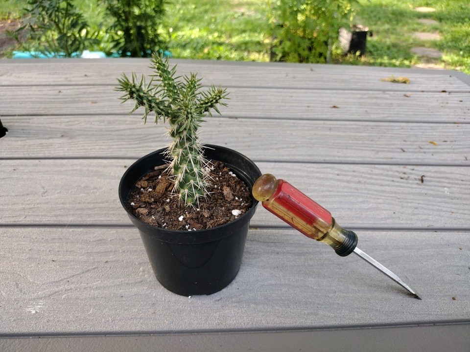 Fully Rooted Jumping Cactus 🌵 | eBay