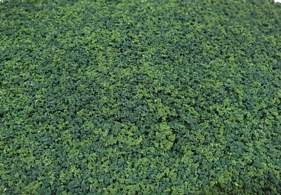 Ground Up Scenery Forest Green Foliage Canister | eBay