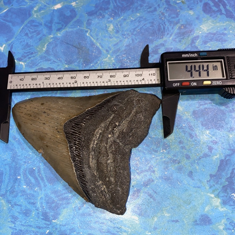 MEGALODON SHARK TOOTH 4.44” HUGE TEETH MEG SCUBA DIVER DIRECT FOSSIL NC ...