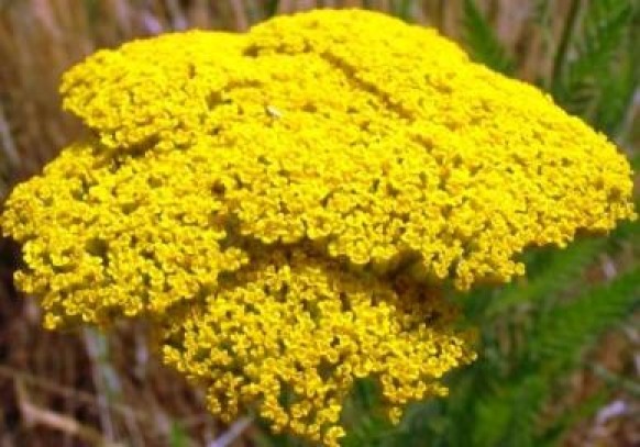 GOLD YARROW 100 FRESH SEEDS FREE SHIPPING | eBay