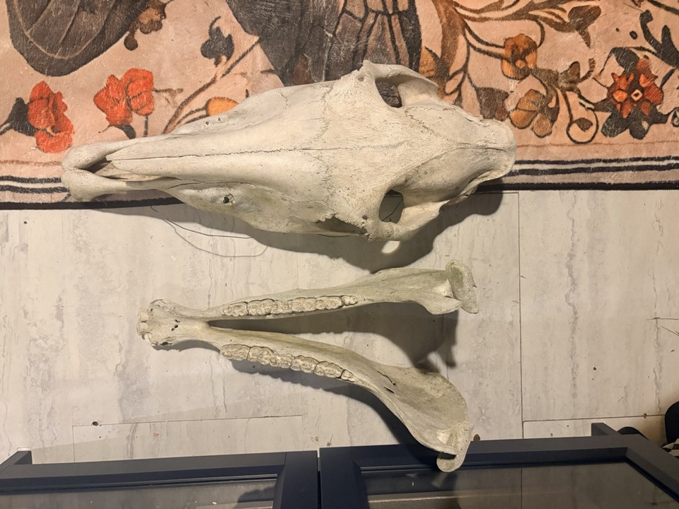 Horse Large Animal Taxidermy Skull and Jawbone Display From Animal ...
