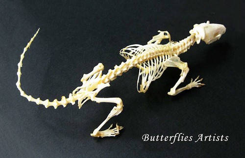 Gothic Decor Asian House Shrew Suncus Murinus Real Skeleton Taxidermy ...