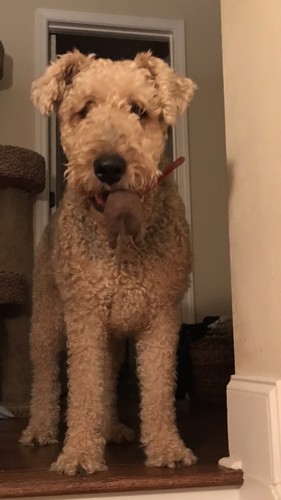 3pc IKEA 5" Gosig Mus Soft Mouse Mice Plush Toy Stuffed Animal Rat ...