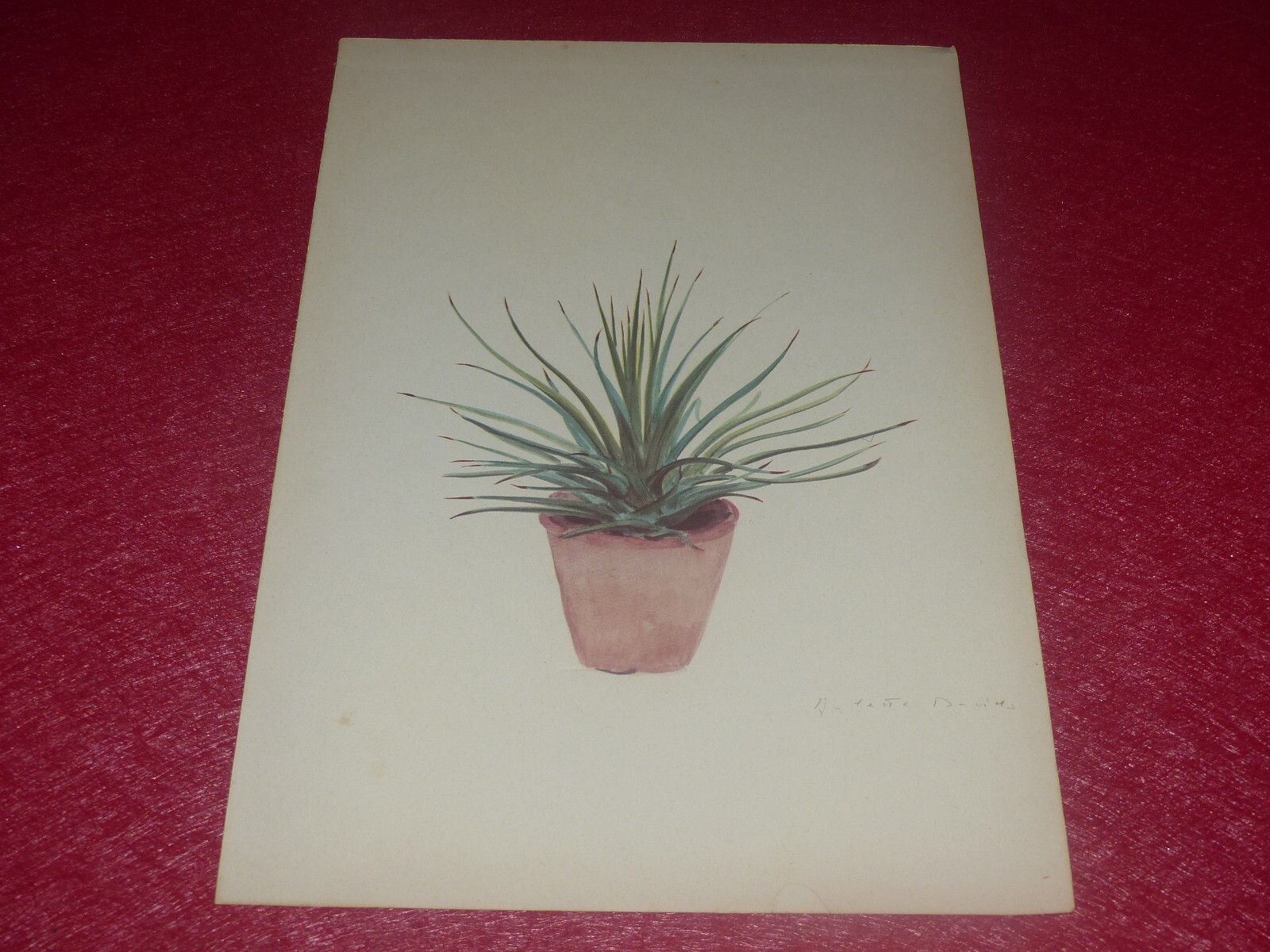 Botanical Rock Plants & Cactus Print –Lithograph – Agave Gel A.Davids ...