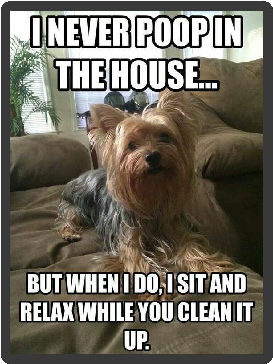 Yorkie Poop Meme My Yorkie Poo Pom : R/yorkiepoos