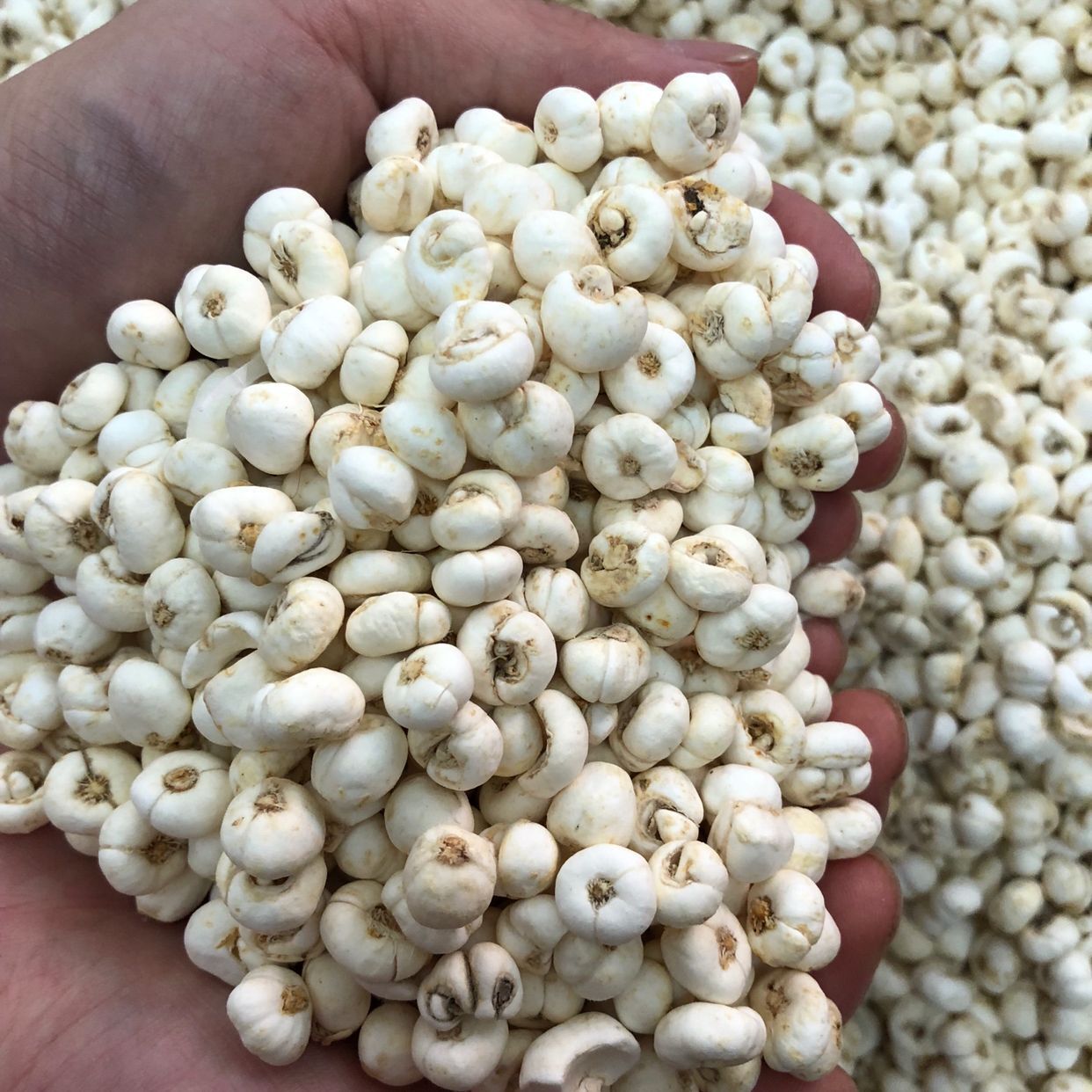 平贝母 Ping Bei Mu /Unibract Fritillary Bulb /Bulbus Fritillariae ...