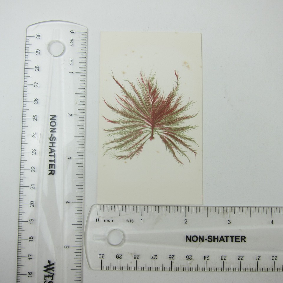 Antique Art Print Seaweed Marine Botanical Album Card Red & Green 2 | eBay