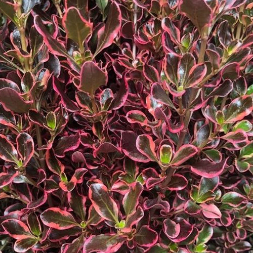 Coprosma Eclipse - Looking Glass Plant | Outdoor Shrub Plants Garden ...