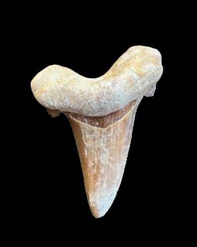 Gorgeous Auriculatus Sokolovi shark tooth, Dinosaur tooth from Morocco ...