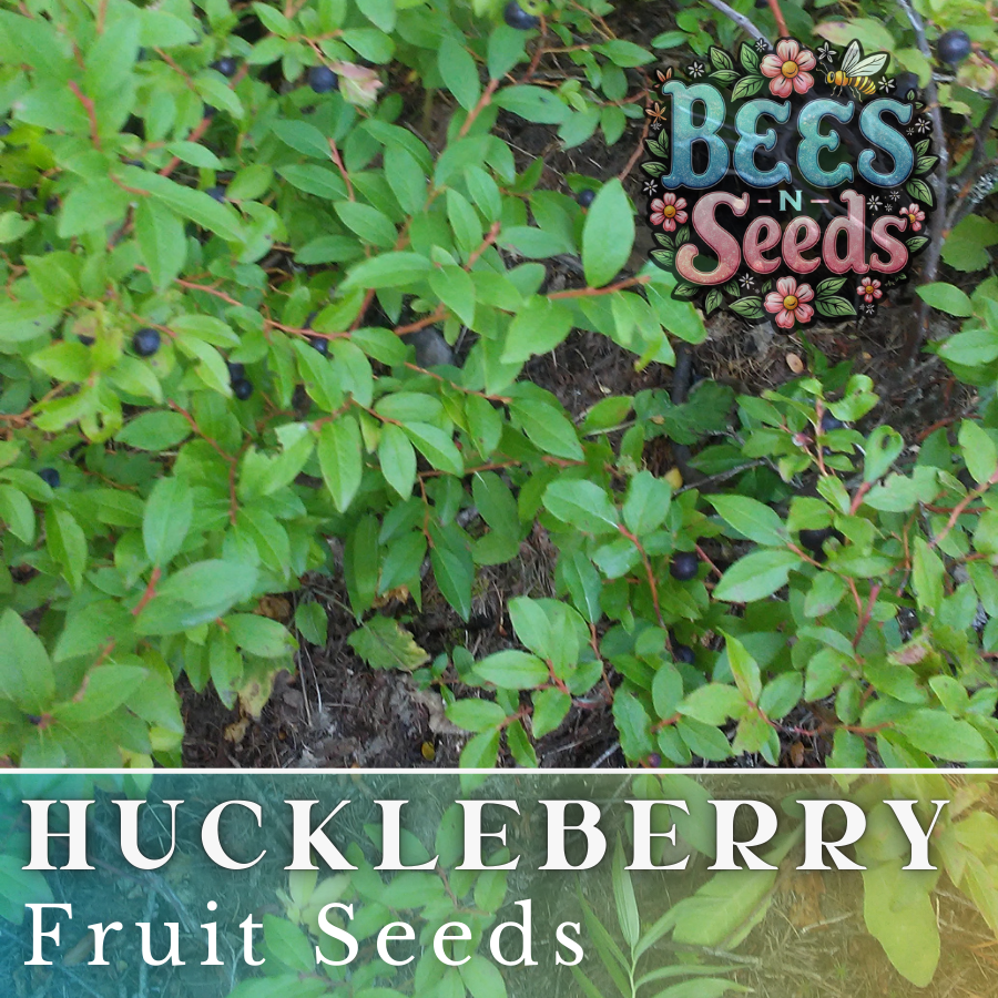 Azure Huckleberry Seeds 125, 300 or 500 Seeds Flower, Flower Seeds, Non ...