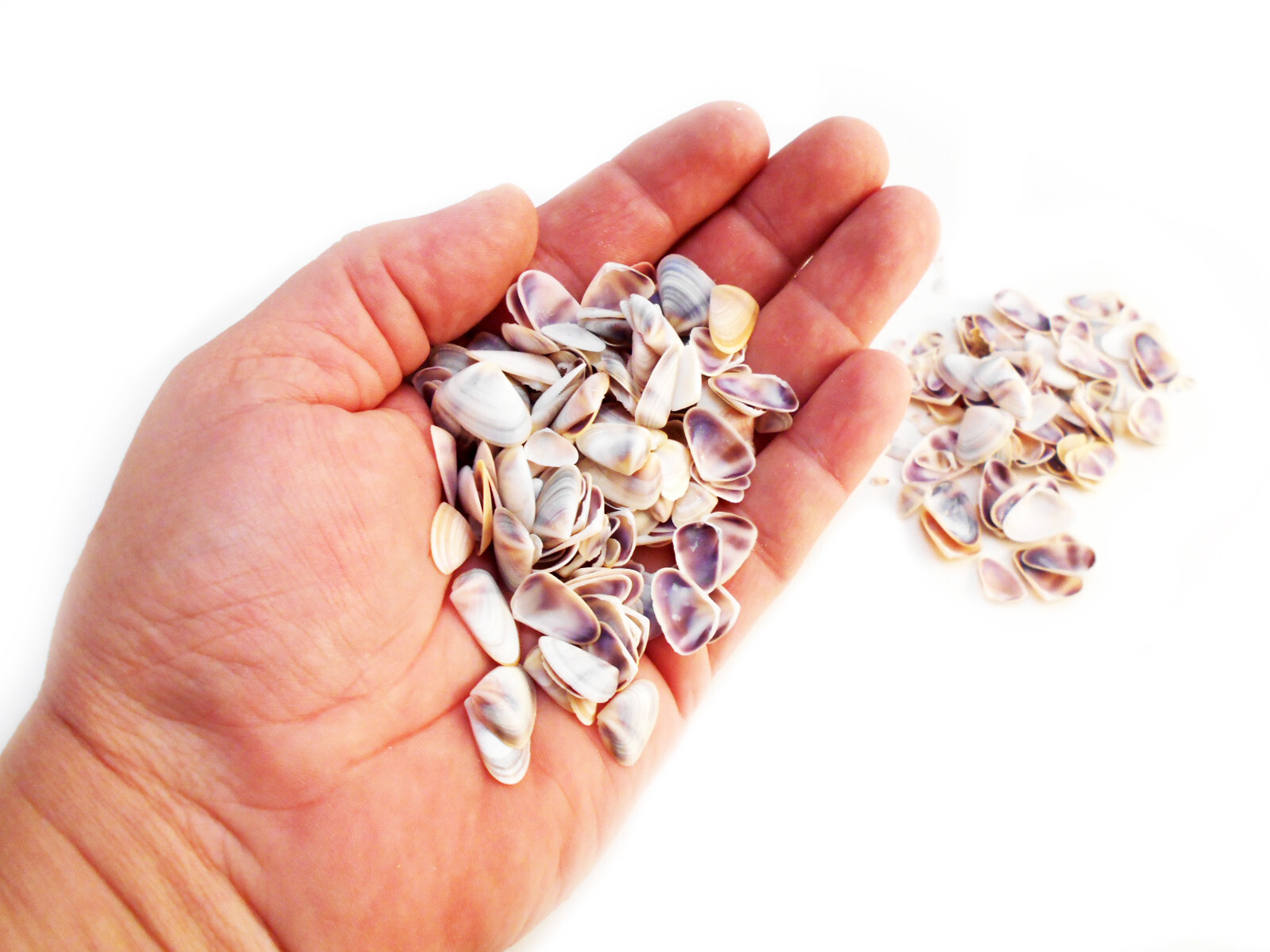 8 oz (800) Small Blue White Purple Coquina Shells 1/2" Beach Crafts ...