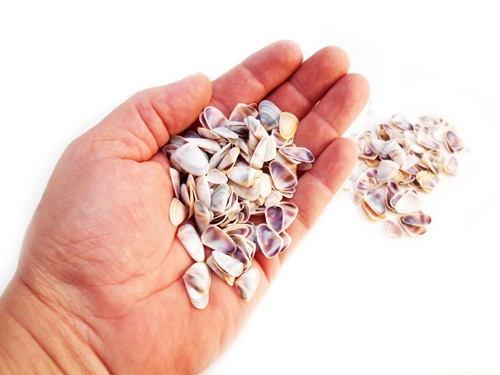 8 oz (800) Small Blue White Purple Coquina Shells 1/2" Beach Crafts ...