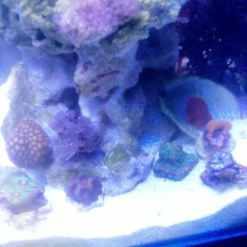 Polyp Lab Nano Reef-Roids Coral Food - 2oz for sale online | eBay