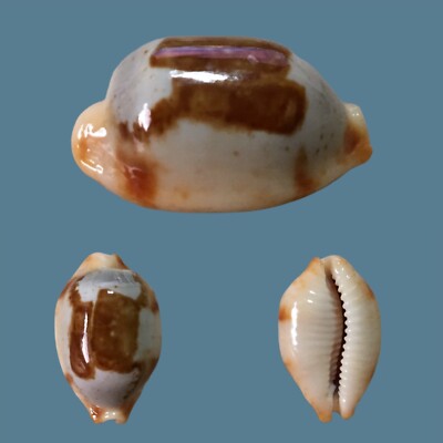 Cypraea, Bistolida stolida crossei, N. Caledonia, 26,8 mm, FAT SPECIMEN ...