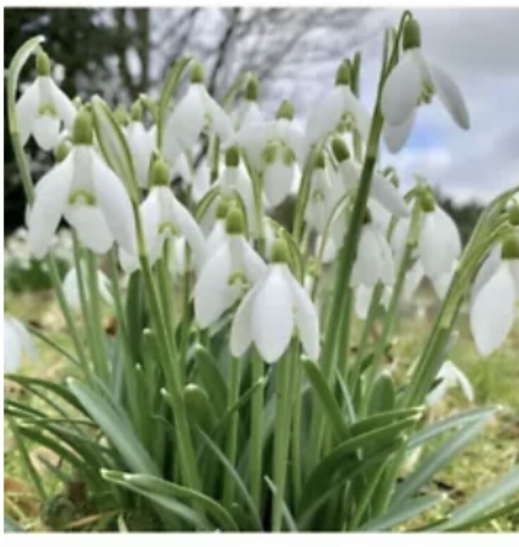 100 English Single Snowdrop Bulb actively Growing will flower this ...