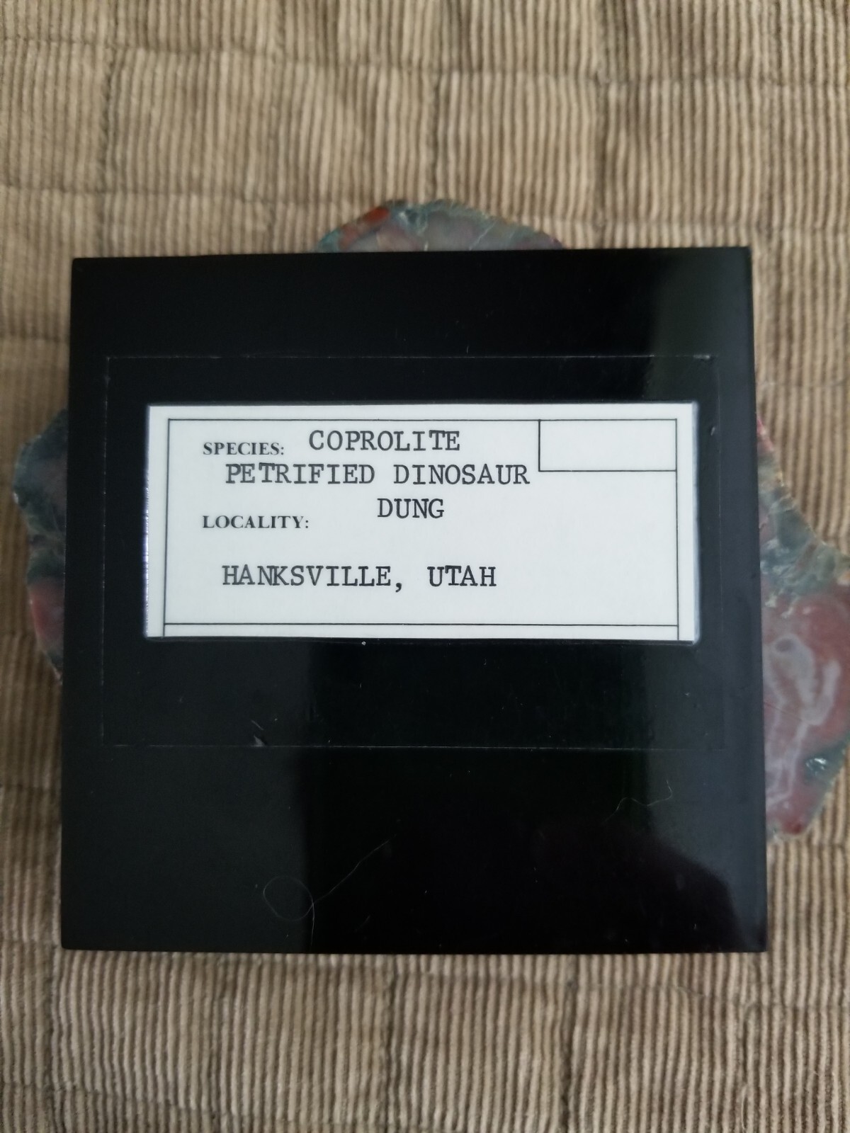 Coprolite Dinosaur Petrified Poop Gorgeous Colors Stone Slice Utah ...