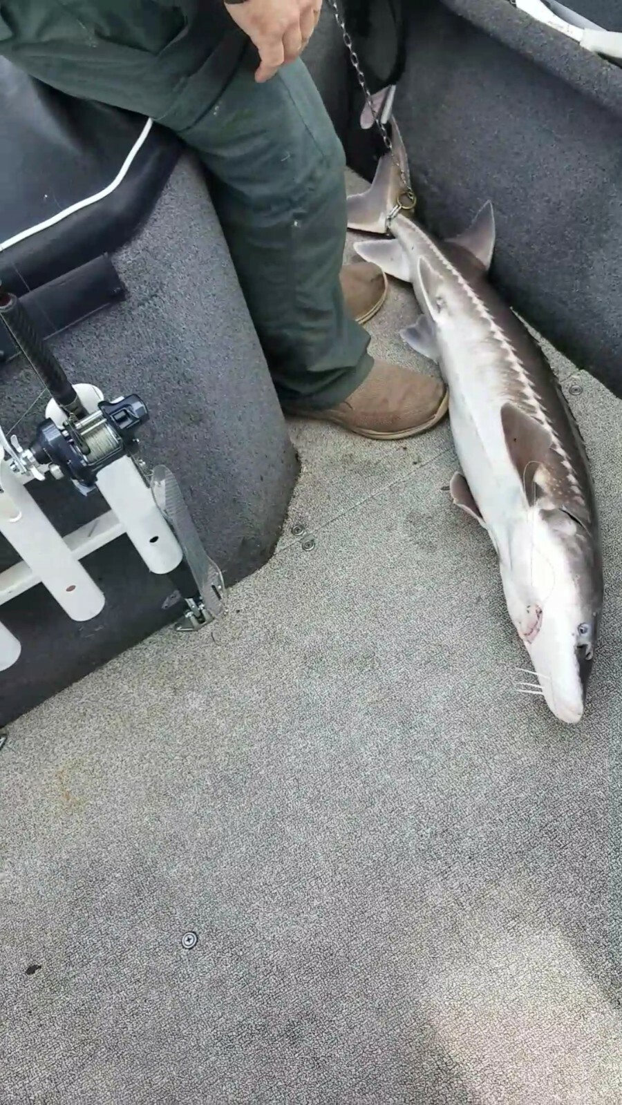 Fish Tailer - Used to secure a large fish caught on rod and reel by the ...