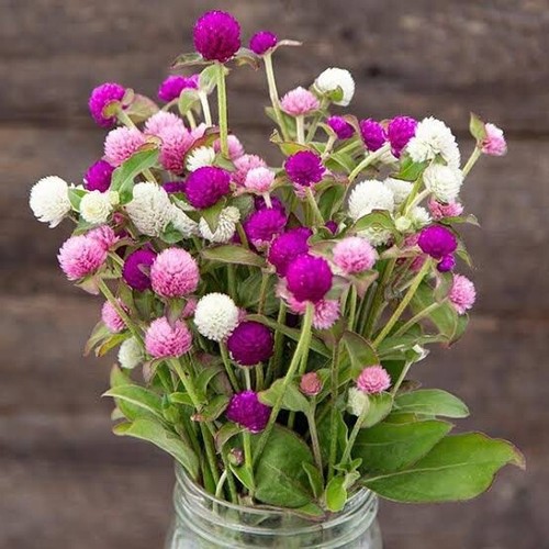 GLOBE AMARANTH/ GOMPHRENA TALL MIX seeds 30/60 seeds POM POM Cottage ...