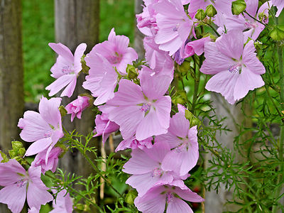 PINK MUSK MALLOW 102 SEEDS, MALVA MOSCHATA, USA SELLR, EZ TO GROW | eBay