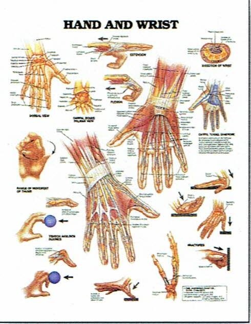 HAND & WRIST ANATOMY - MEDICAL POSTER LAMINATED 11" X 14" | eBay