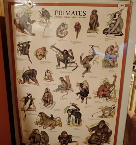 PRIMATES poster 1994 Nuova ARTI Design L DE NITTIS Laminated | eBay