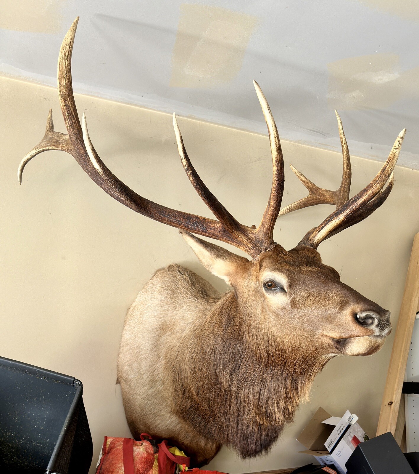 Large 6 Point elk mount, shoulder wall mount in sneak position. Ex ...