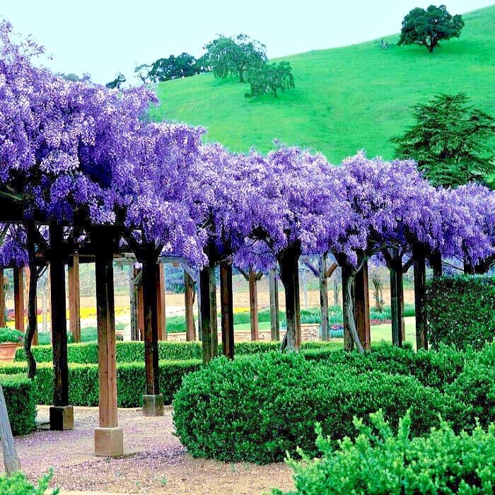 5 Chinese Blue Wisteria sinensis Tree Seeds Fast Climber Flower Vine ...