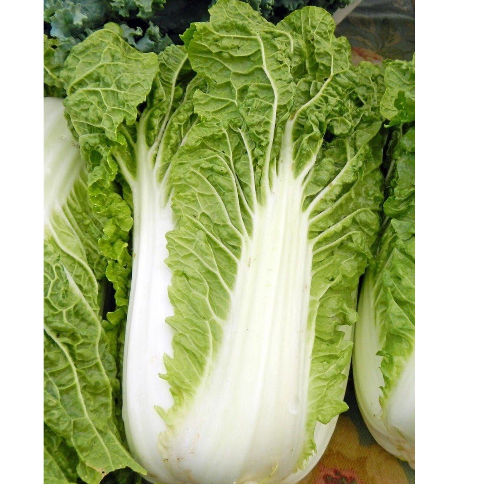 Napa Cabbage/Michihili Chinese Cabbage 200+ Seeds. Heirloom~Non-GMO ...