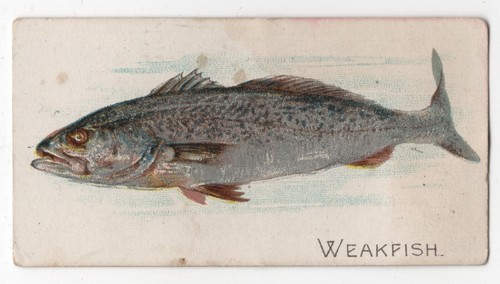 1920’s Weakfish Fish Card E32 Philadelphia Caramels Like Allen & Ginter ...