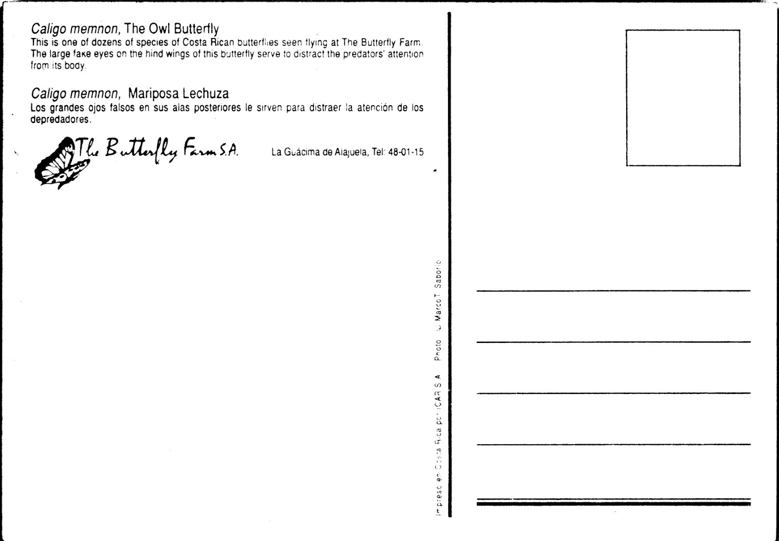 Lot of 3 Costa Rica Butterfly and Volcano Postcard Color Prints, Caligo ...