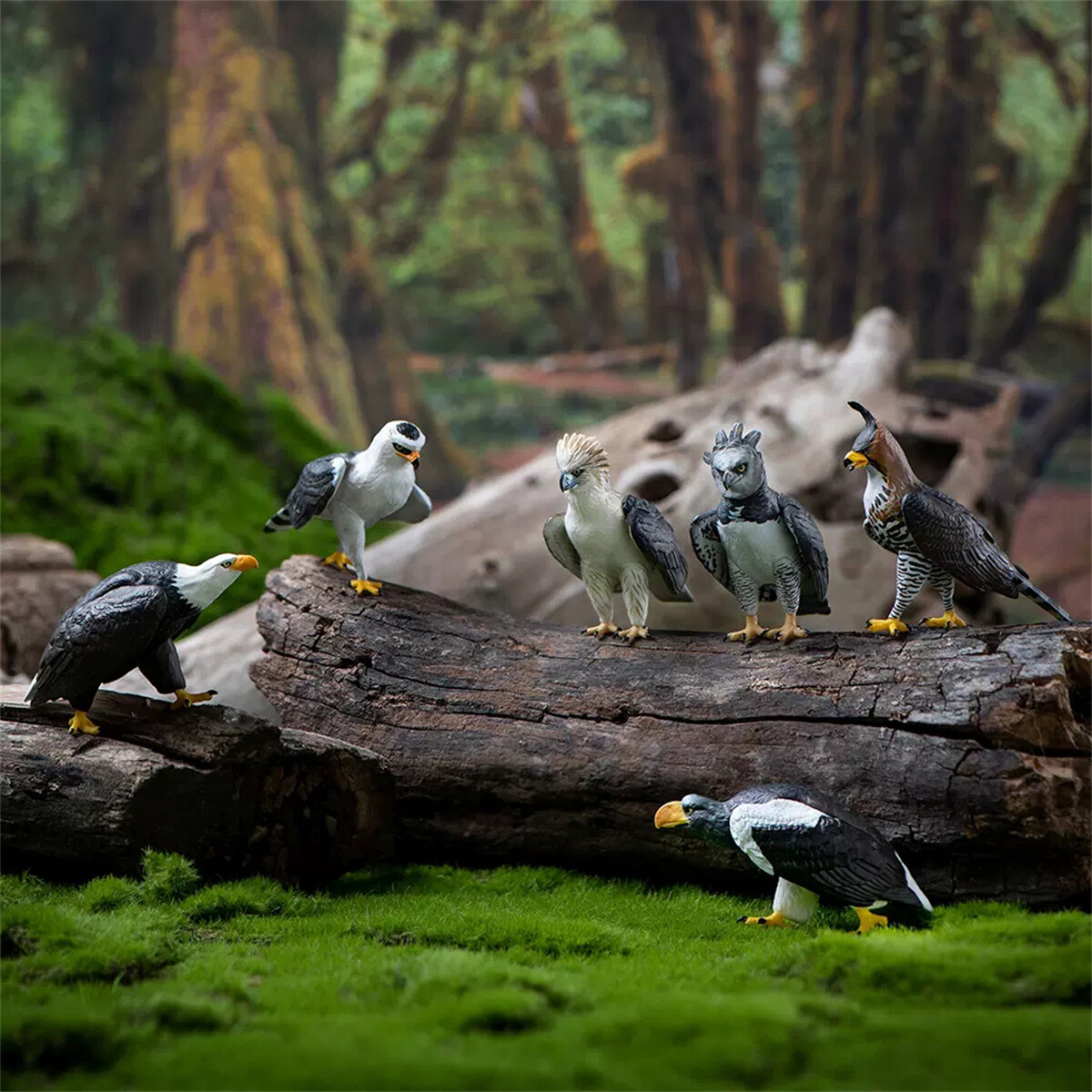 Philippine Eagle Size