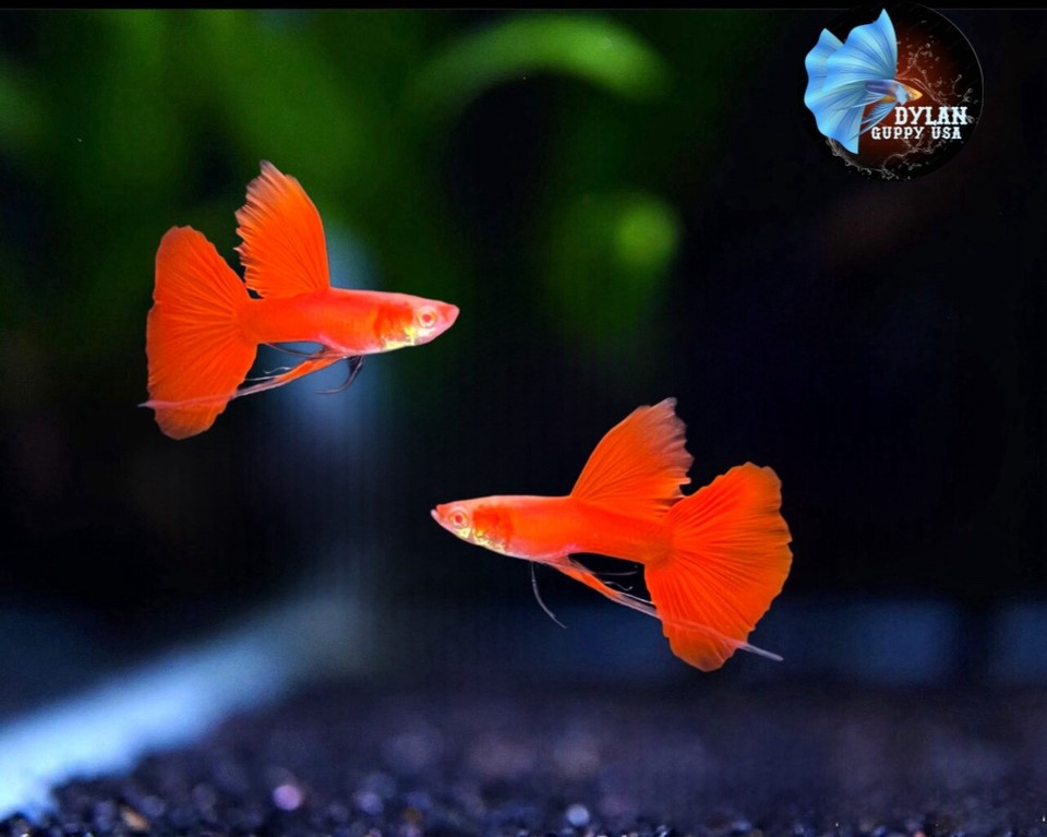 2 Female - ABINO FULL RED RIBBONS - Live Aquarium Guppy Fish High ...