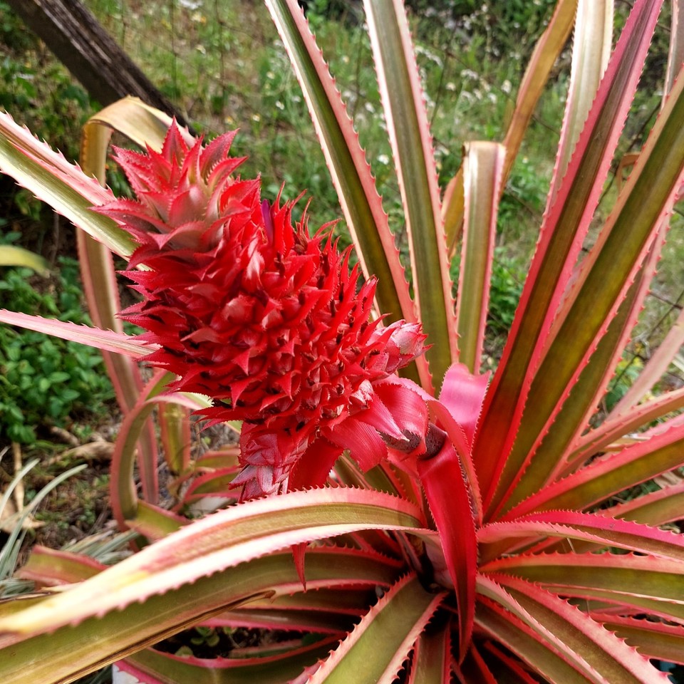 Florida Ivory Coast- Ananas Comosus Variegated pink Pineapple 🍍 ...