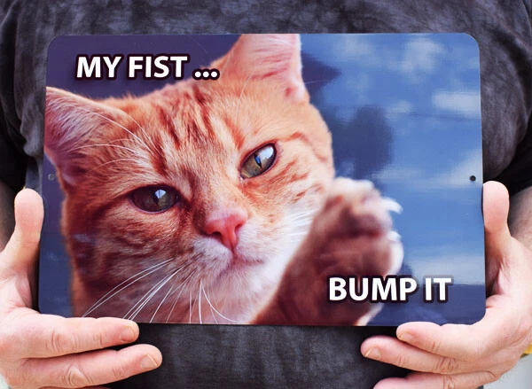 Fist Bump Cat