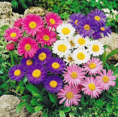 80 х ASTER ALPINE MIX - ASTER ALPINUS PERENNIAL Rockery Seeds. 25-30 cm ...
