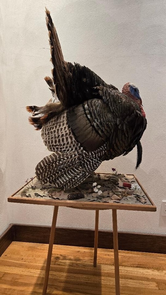 Eastern Turkey Full Strut Taxidermy Bird Mount *Fantastic* | eBay