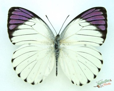 Colotis Regina Purple Tip Butterfly SET x1 A1- Entomology Beautiful ...