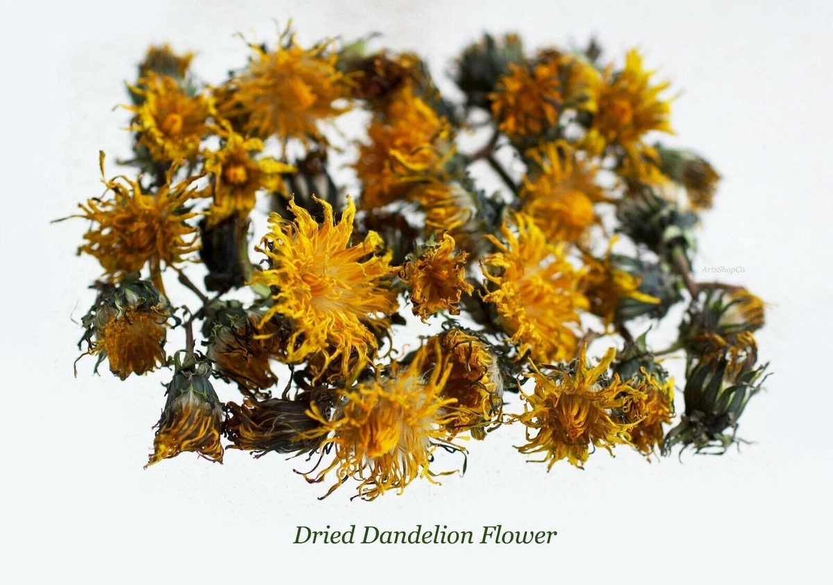 How To Dry Dandelion Flowers For Tea | Best Flower Site