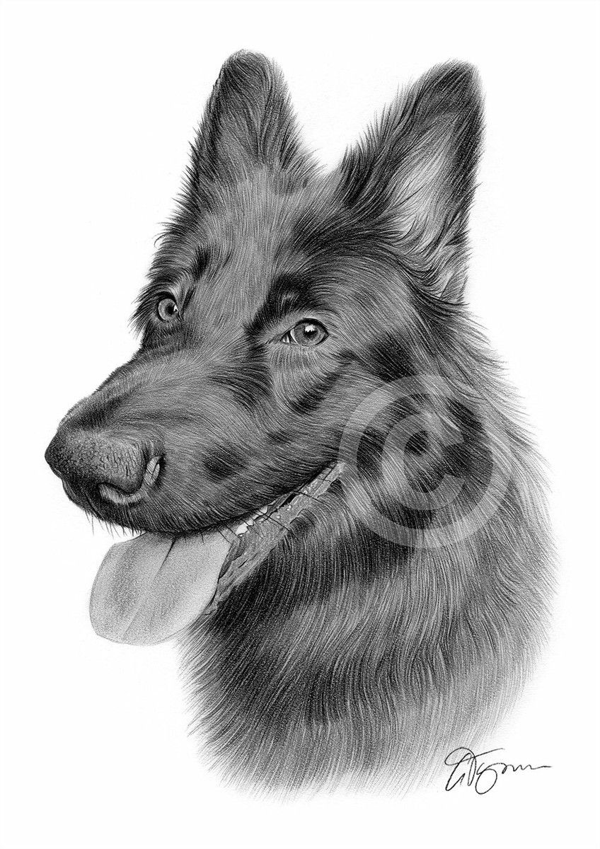 Realistic German Shepherd Drawing