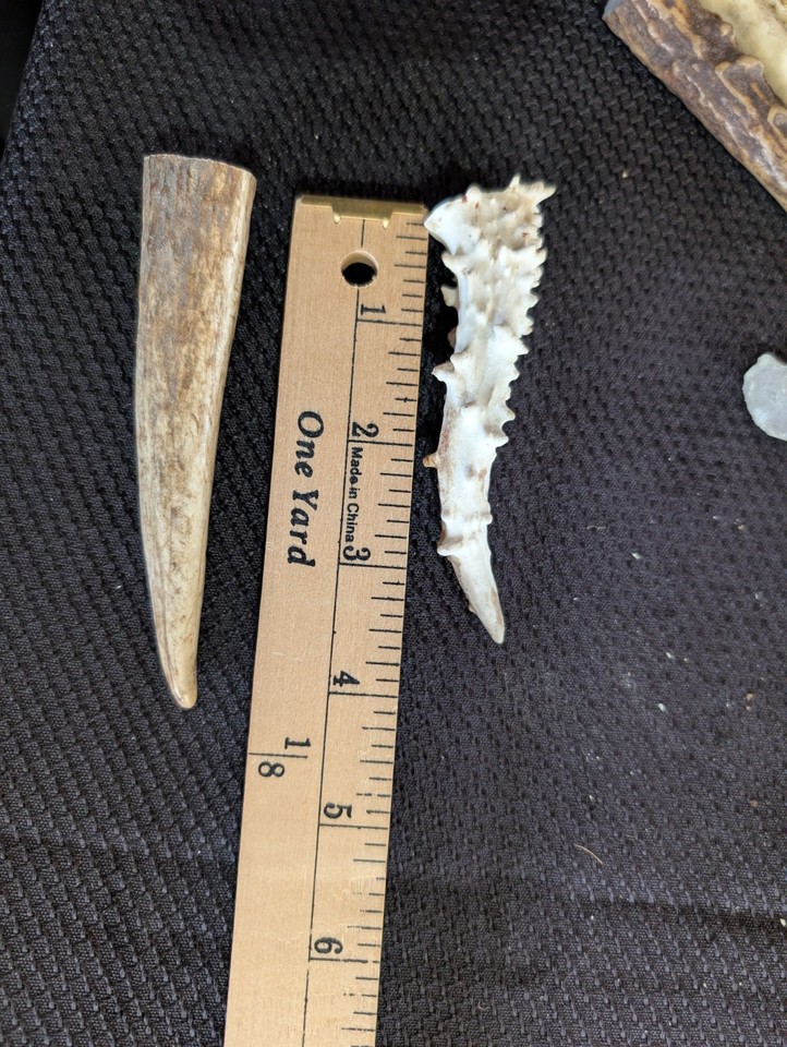 20 Pack Antler Crafting Tips * Premium Elk And Deer * Large* 3"-4" | eBay