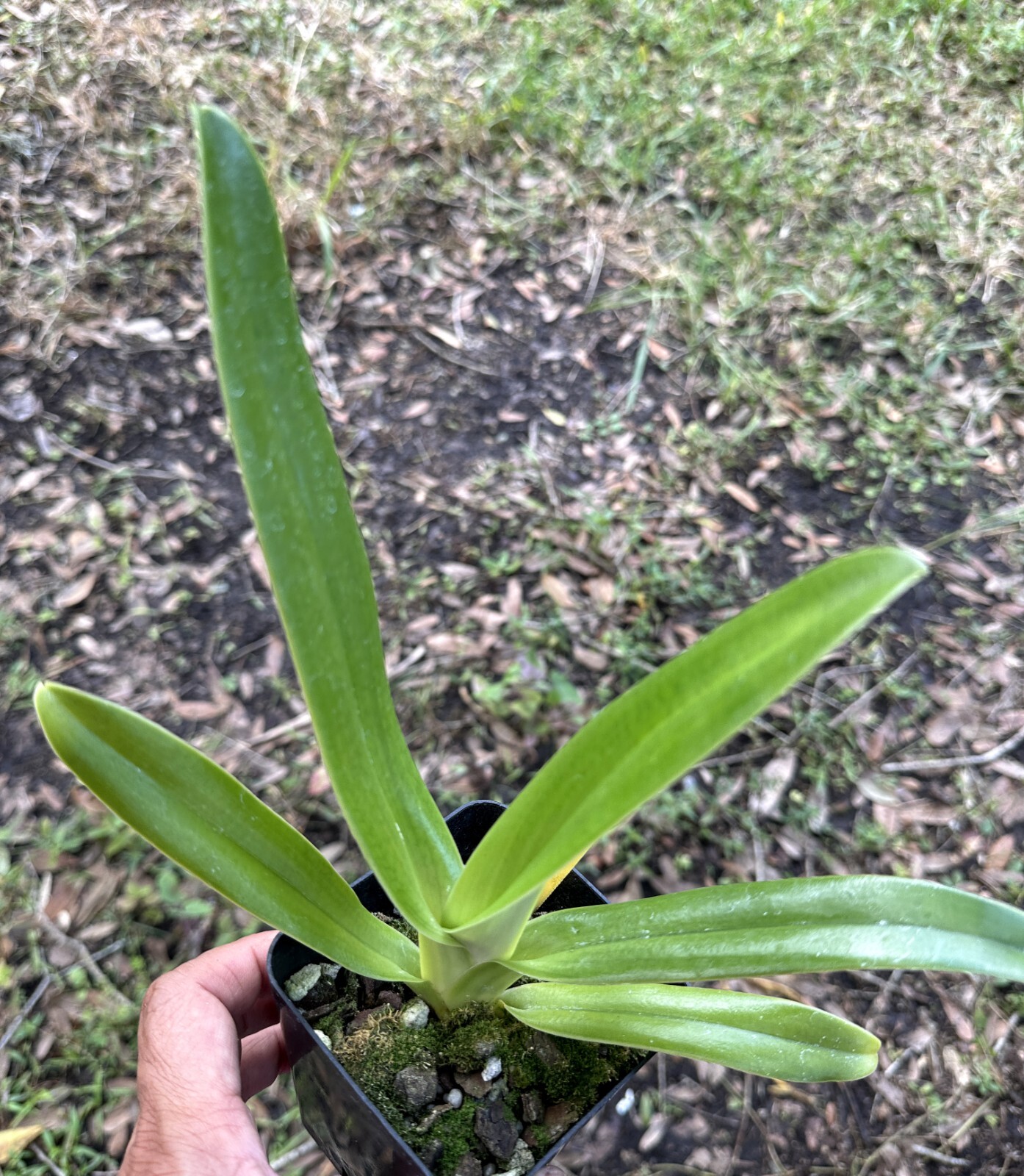 SANDERIANUM MULTIFLORAL PAPH ORCHID HYBRID sander's Pride NBS | eBay