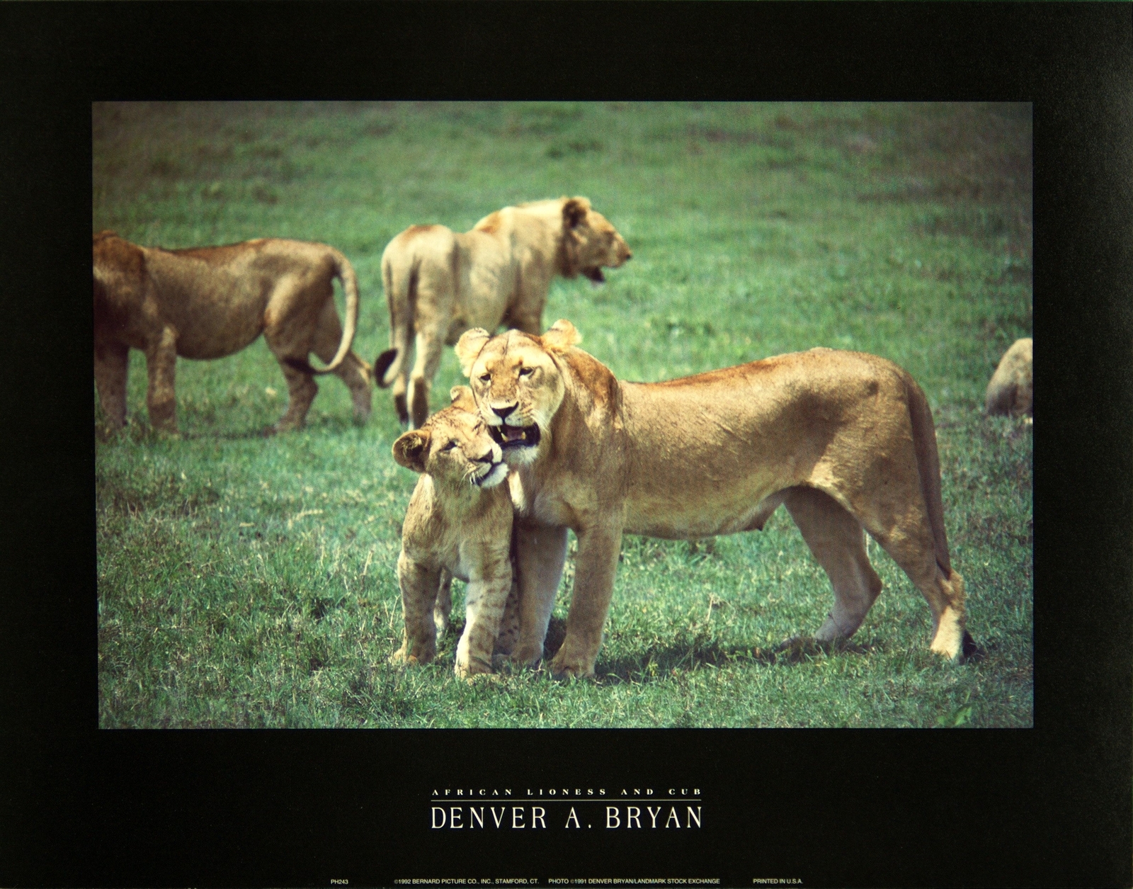 (11 x 14) Art Print PH243 Denver A. Bryan African Lioness and Cub | eBay