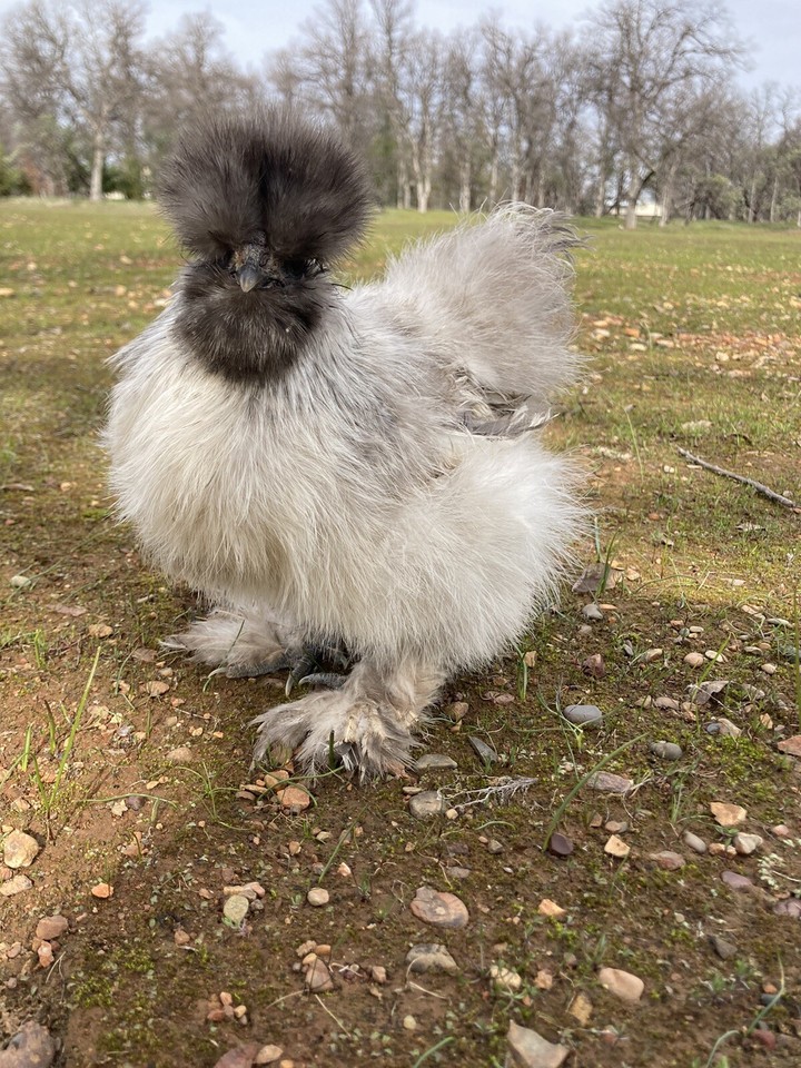 6+ Fertile Silkie Chicken Bearded Crested Hatching Eggs Black Buff ...