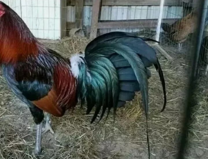 8 PURE RAT GRAVES LEIPER CHICKEN HATCHING EGGS LIEPER HATCH | eBay