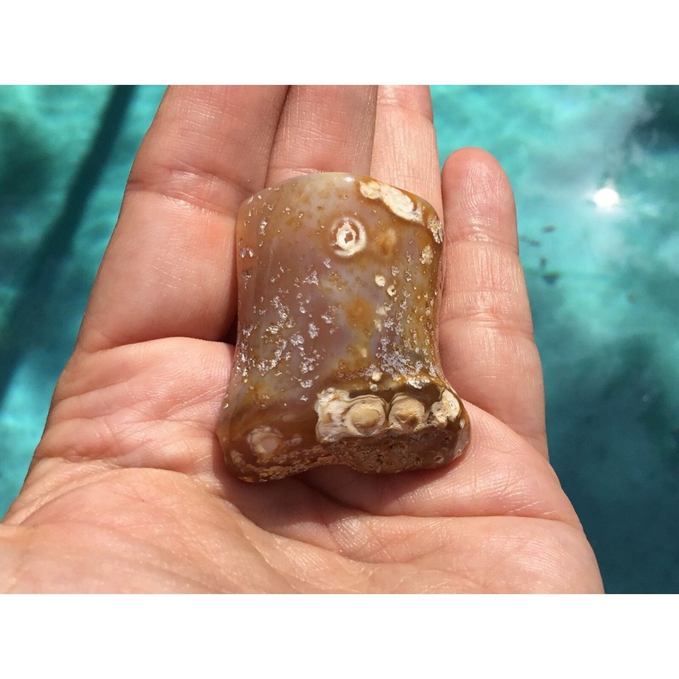 Large Agatized Tampa Bay Fossil Coral 42x37mm Fossilized Coral Agate ...