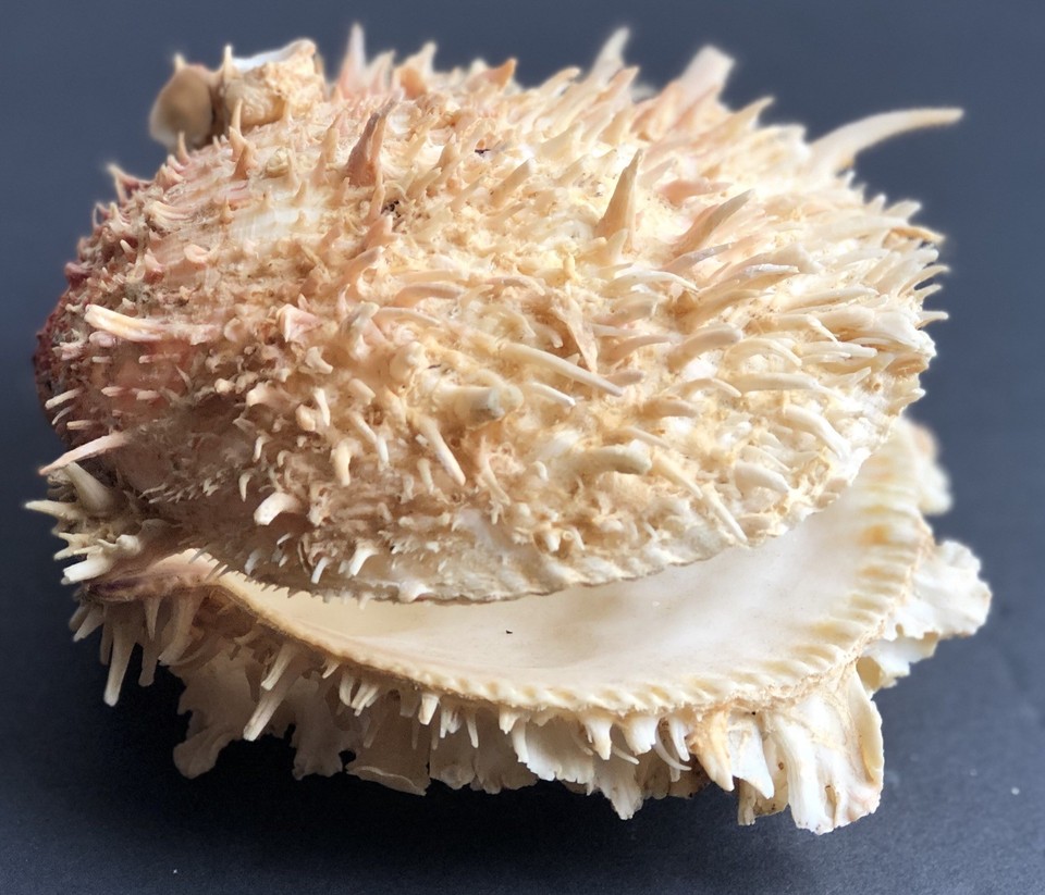 Beautiful Seashell colors 127mm Amazing Beautiful Rare Shell | eBay