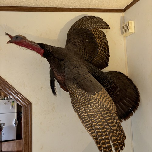 Flying Turkey Taxidermy Wall Mount 42”x43”x20” Soaring Through My Man ...