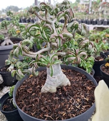 Bonsai tree || DHA Medusa || Adenium || free phytosanitary | eBay
