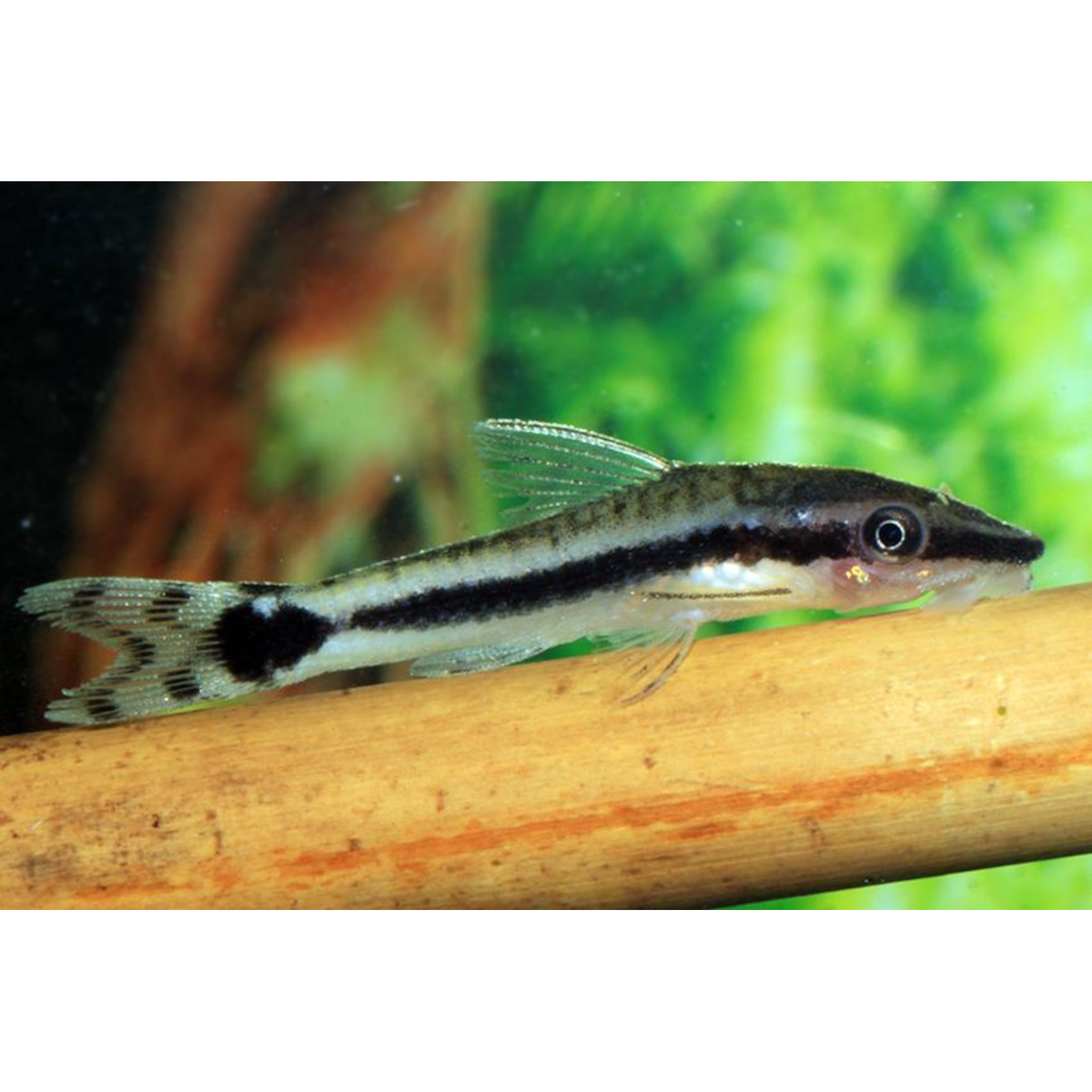 Otocinclus Vestitus Otocinclus Catfish Tropical Fish Keeping